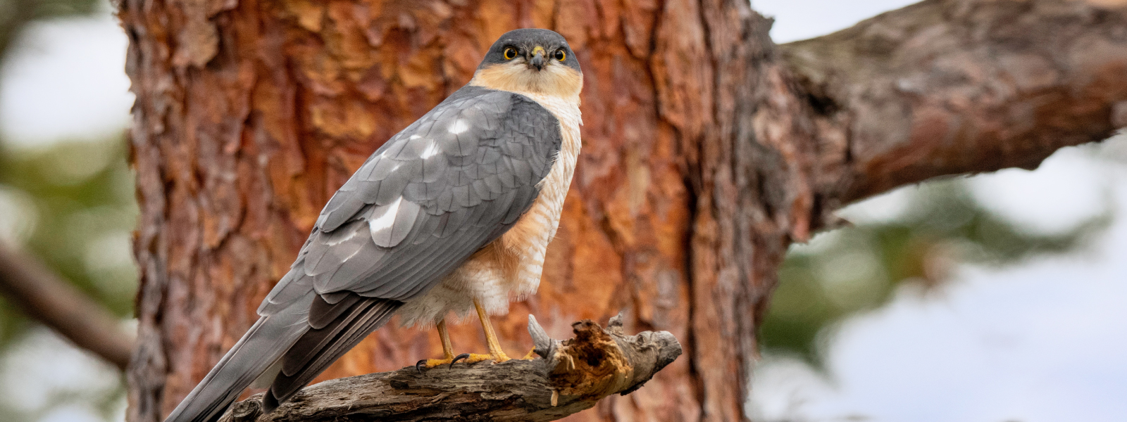 GBF策定の背景 | 地球環境保全 | JEMA 一般社団法人日本電機工業会