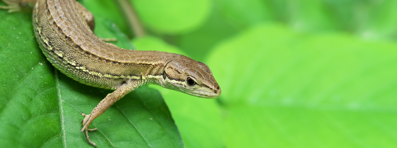 GBFの概要 | 地球環境保全 | JEMA 一般社団法人日本電機工業会