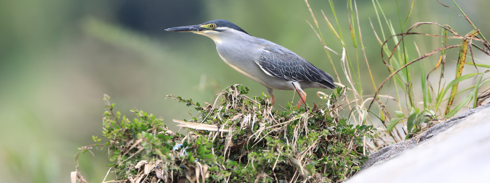 GBF達成に向けて | 地球環境保全 | JEMA 一般社団法人日本電機工業会