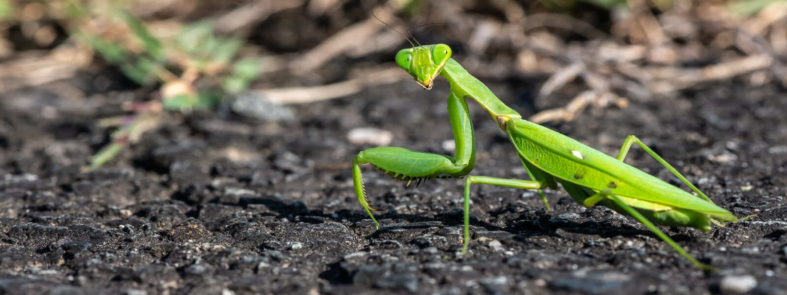 GBF達成に向けて | 地球環境保全 | JEMA 一般社団法人日本電機工業会